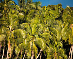 Palm Tree Grove – PARAISOLIVING
